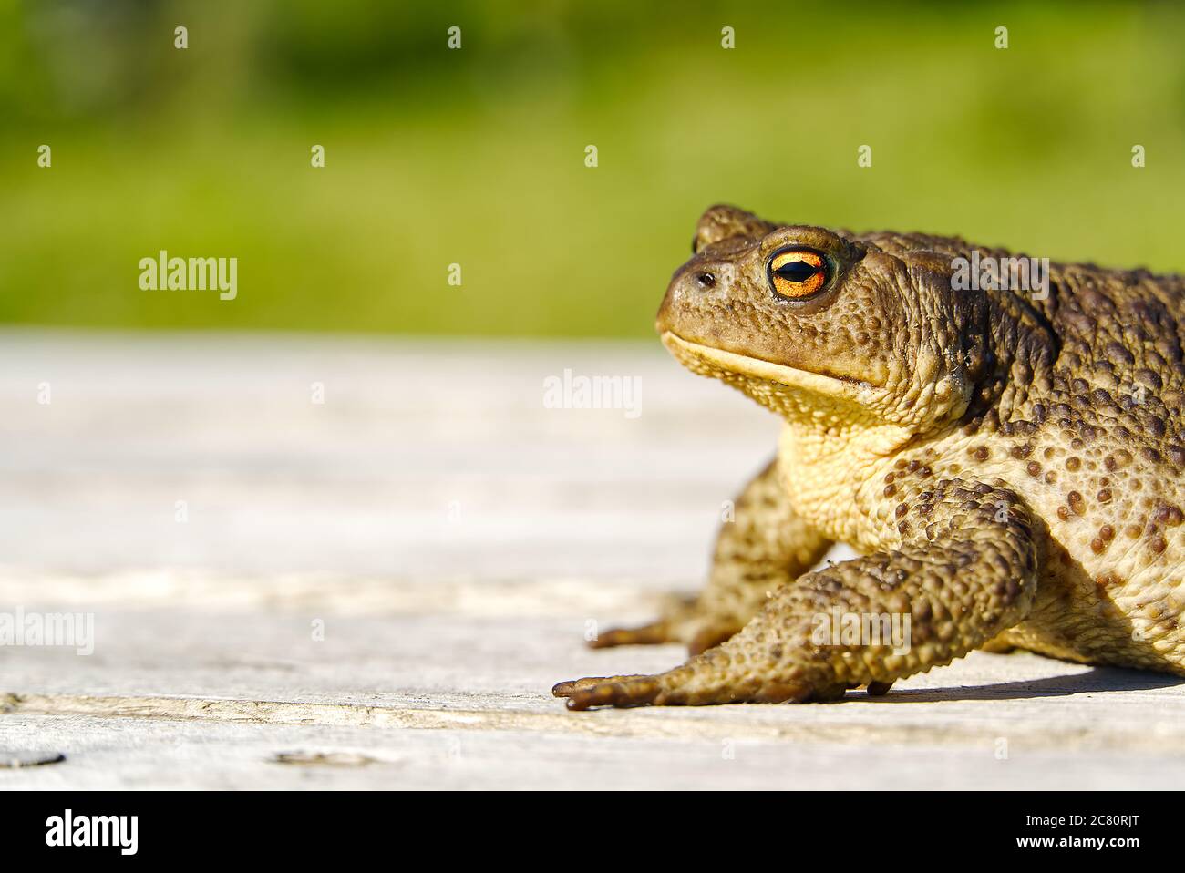 Common Toad sitting on old wooden table, Bufo Bufo close-up Stock Photo ...