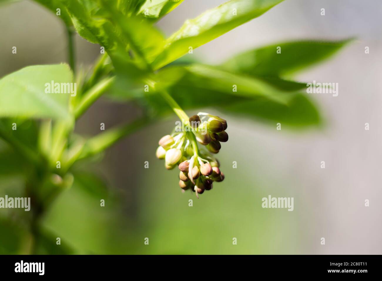 Tree branch bum macro and close-up. Nature backgrounds. Colorful photo ...