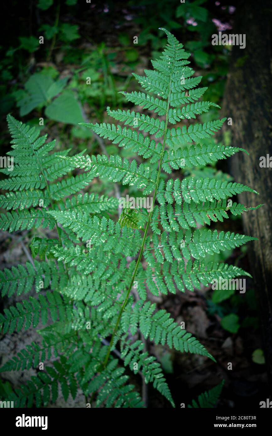 A closeup of a fern plant in a forest in western Pennsylvania, USA ...