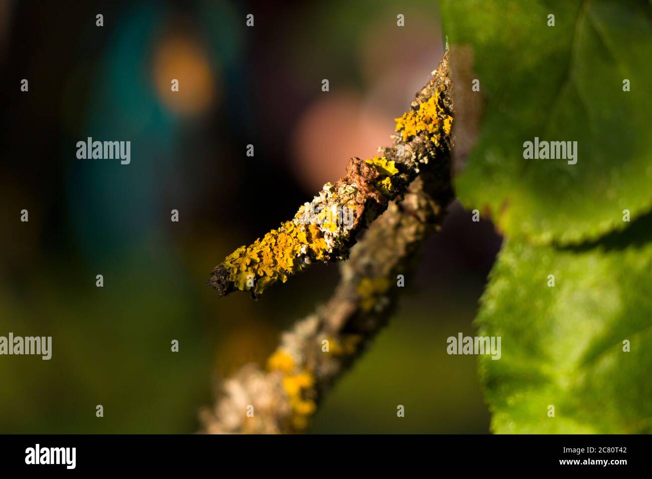 Tree branch bum macro and close-up. Nature backgrounds. Colorful photo ...
