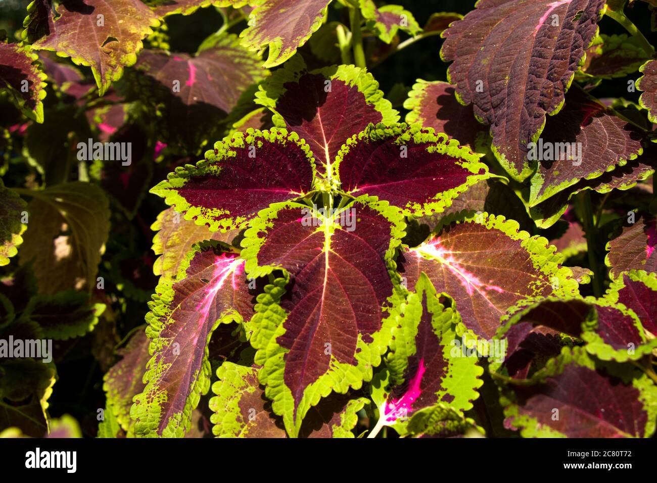 Green color in the nature. Plants and leaves in spring time. Green ...