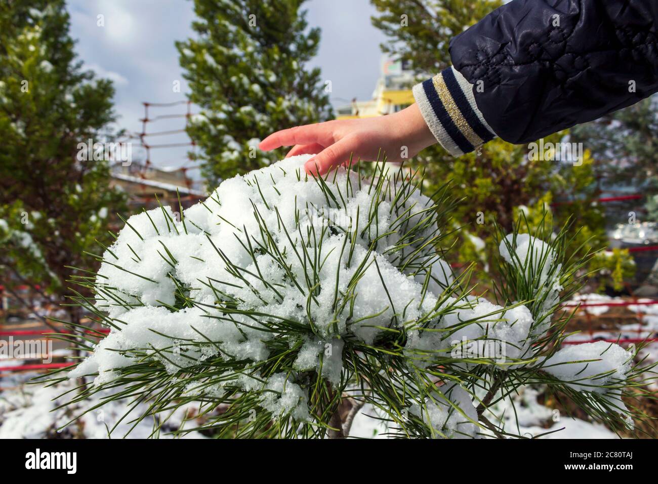 the child handles snow on the pine tree. Her hand cold and she try to ...