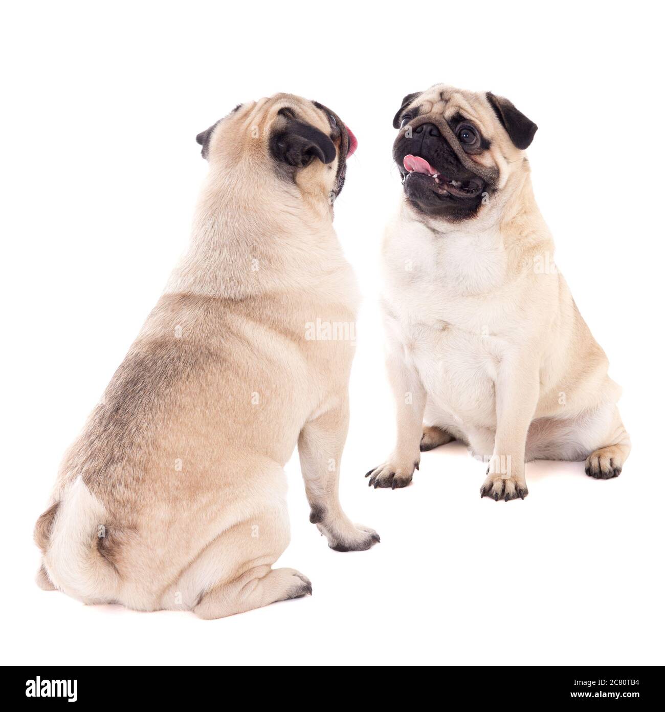 love concept - two friendly pug dogs sitting isolated on white ...