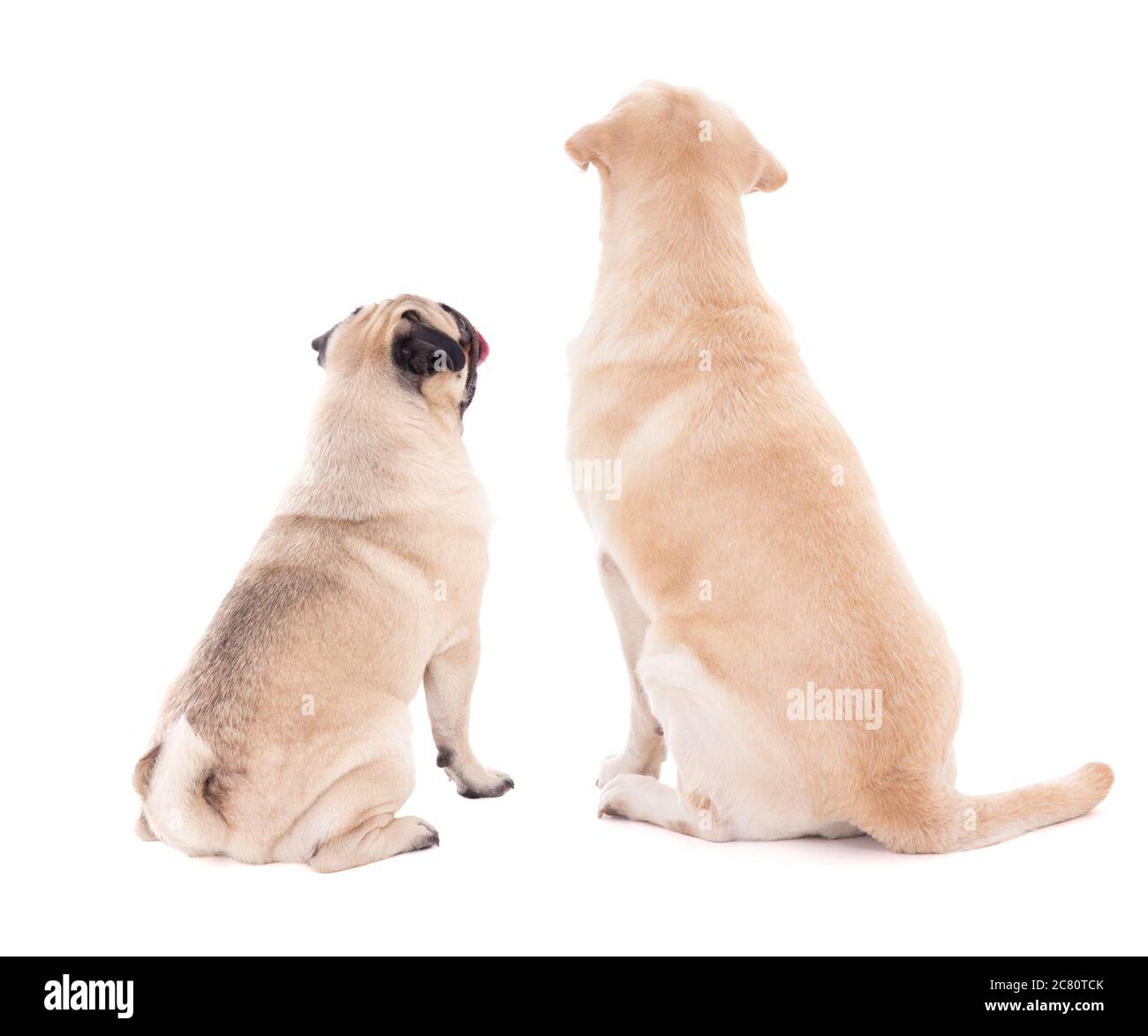 friendship concept - back view of two sitting dogs isolated on white ...