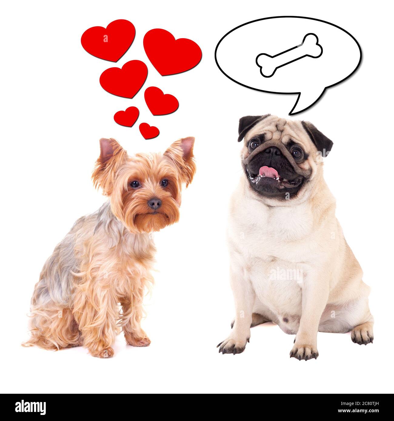love and relationship concept - two cute dogs thinking about love and ...