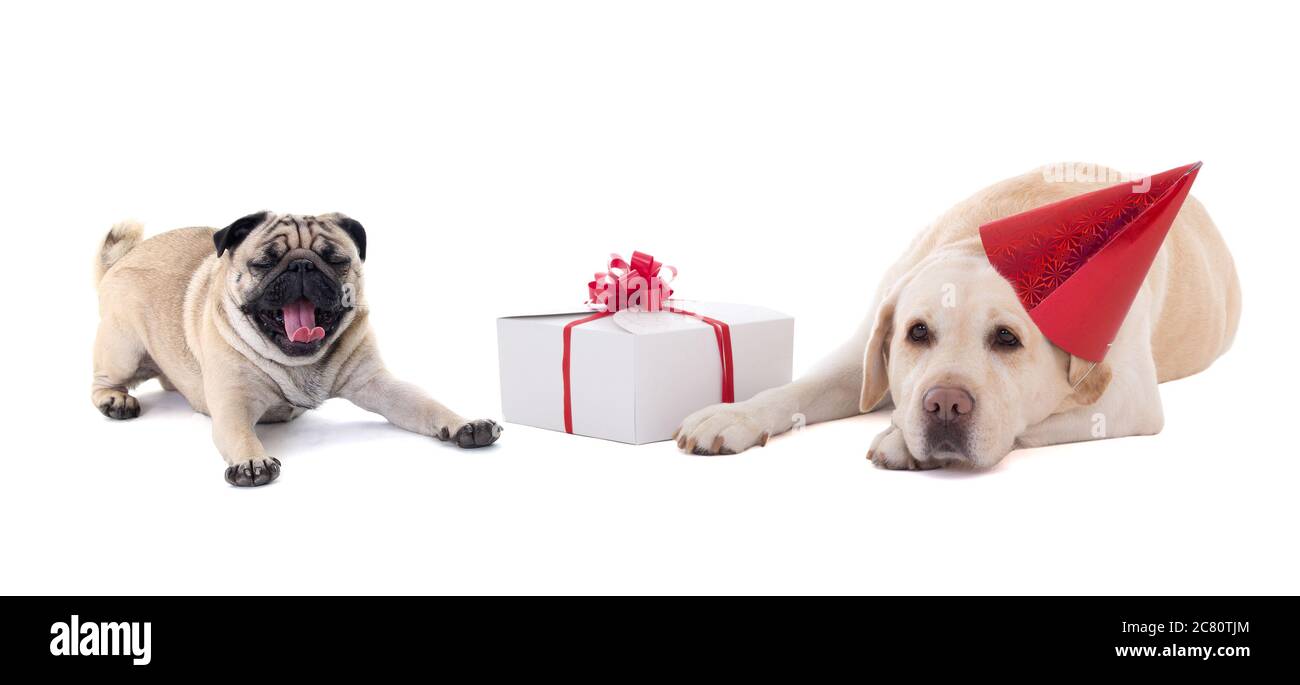 sad dogs (golden retriever and pug dog) with gift box isolated on white ...