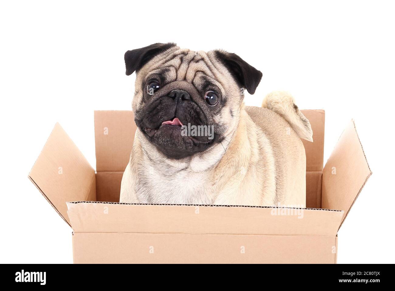 pug dog in brown carton box isolated on white background Stock Photo ...