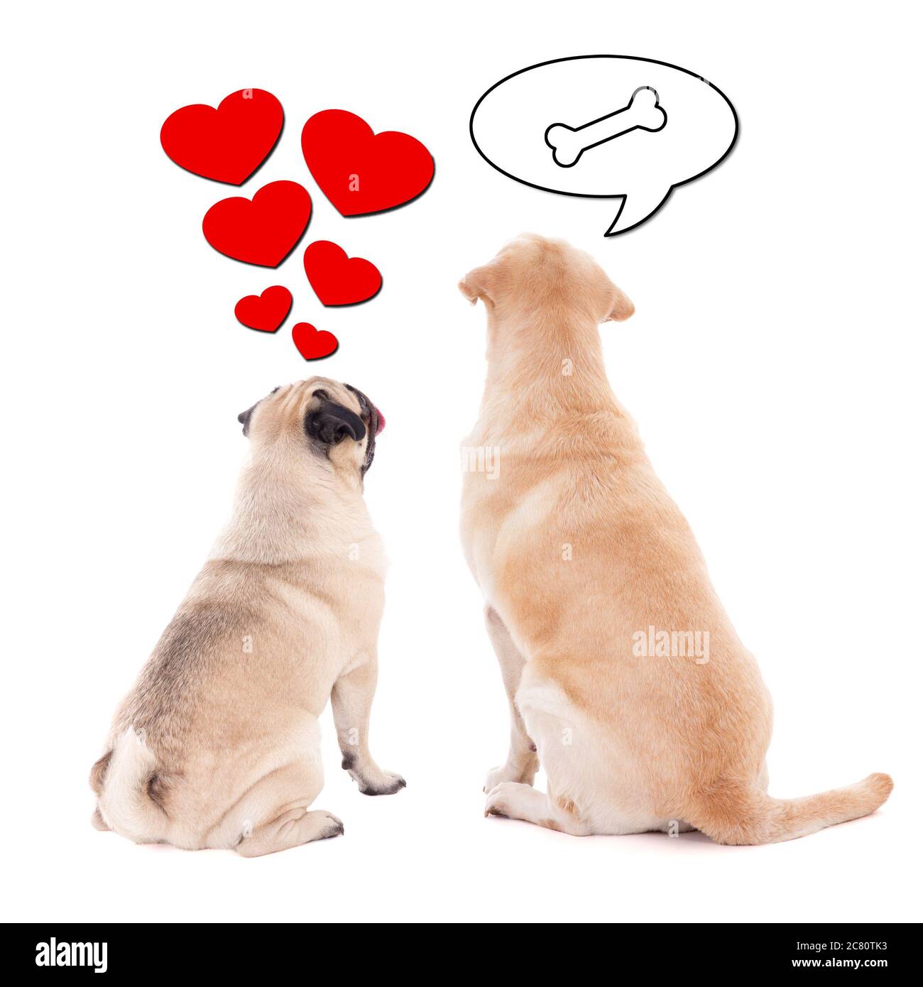 love and relationship concept - two cute dogs over white background ...