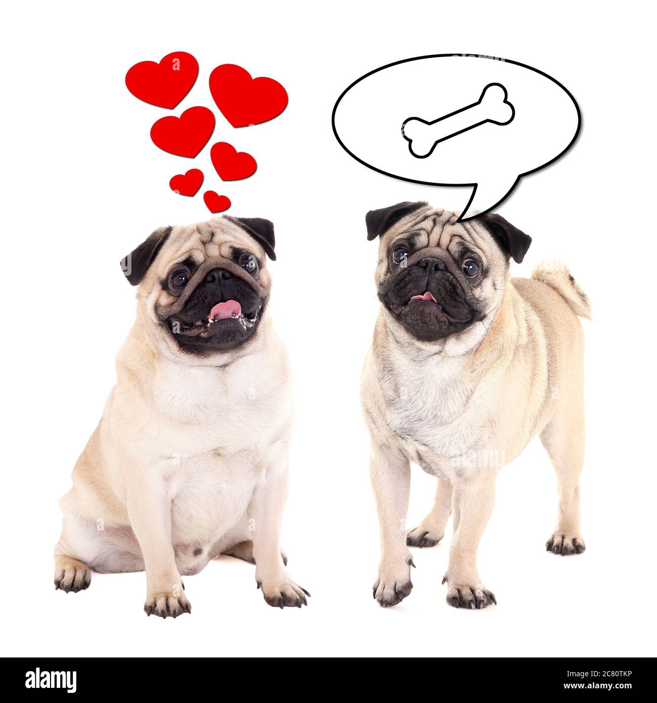 Two Pugs In Love