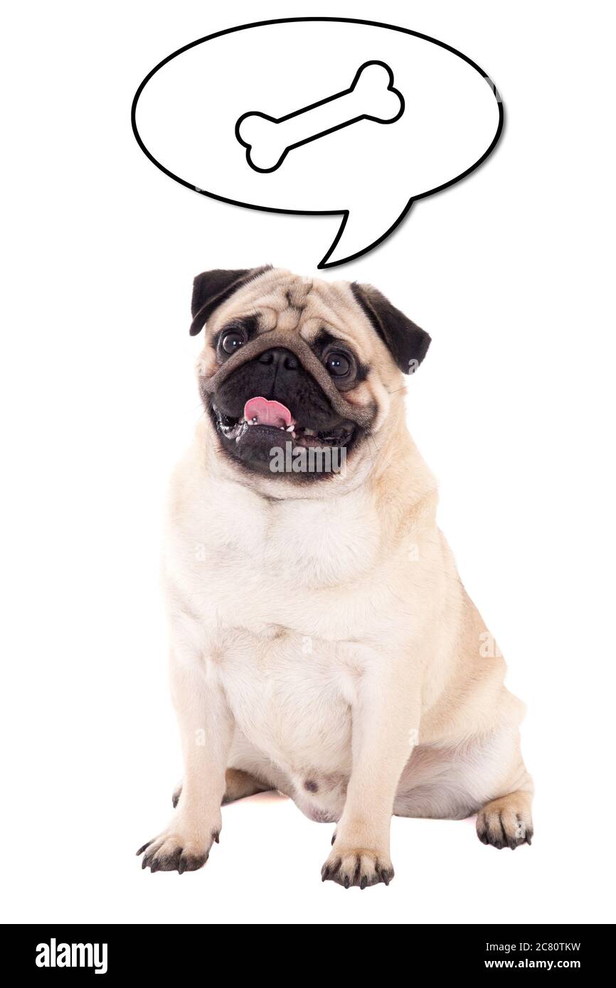friendly pug dog sitting and thinking about food isolated on white ...