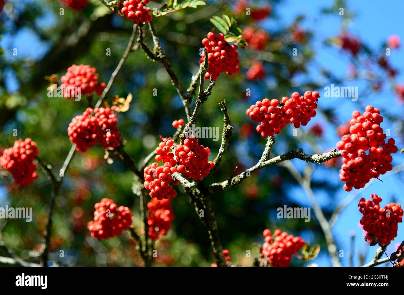 Rowan seeds hi-res stock photography and images - Alamy