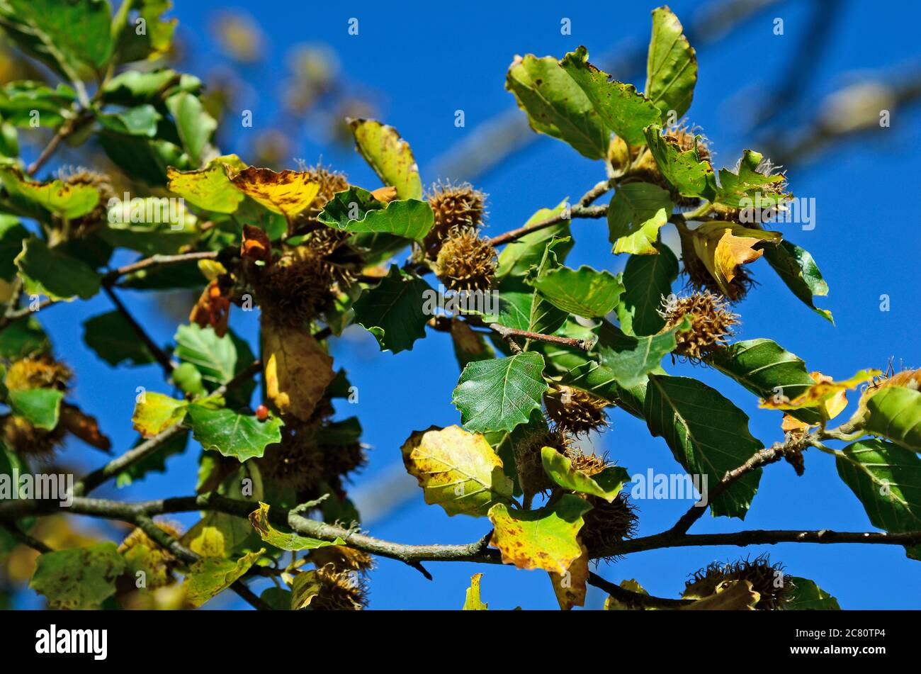 Beech tree with beechnuts Stock Photo - Alamy