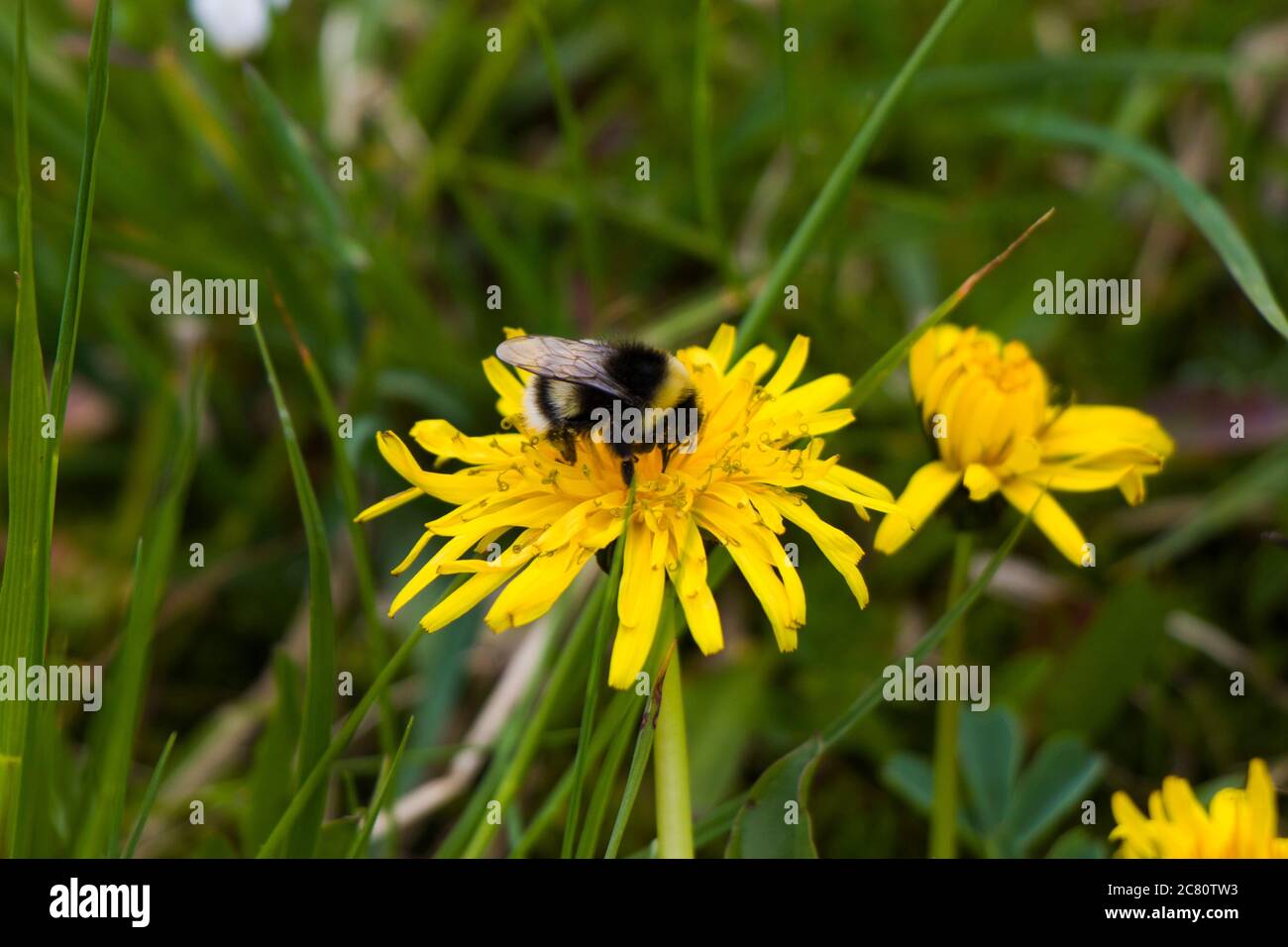 Bee macro and close-up, insects wildlife, nature and background Stock ...