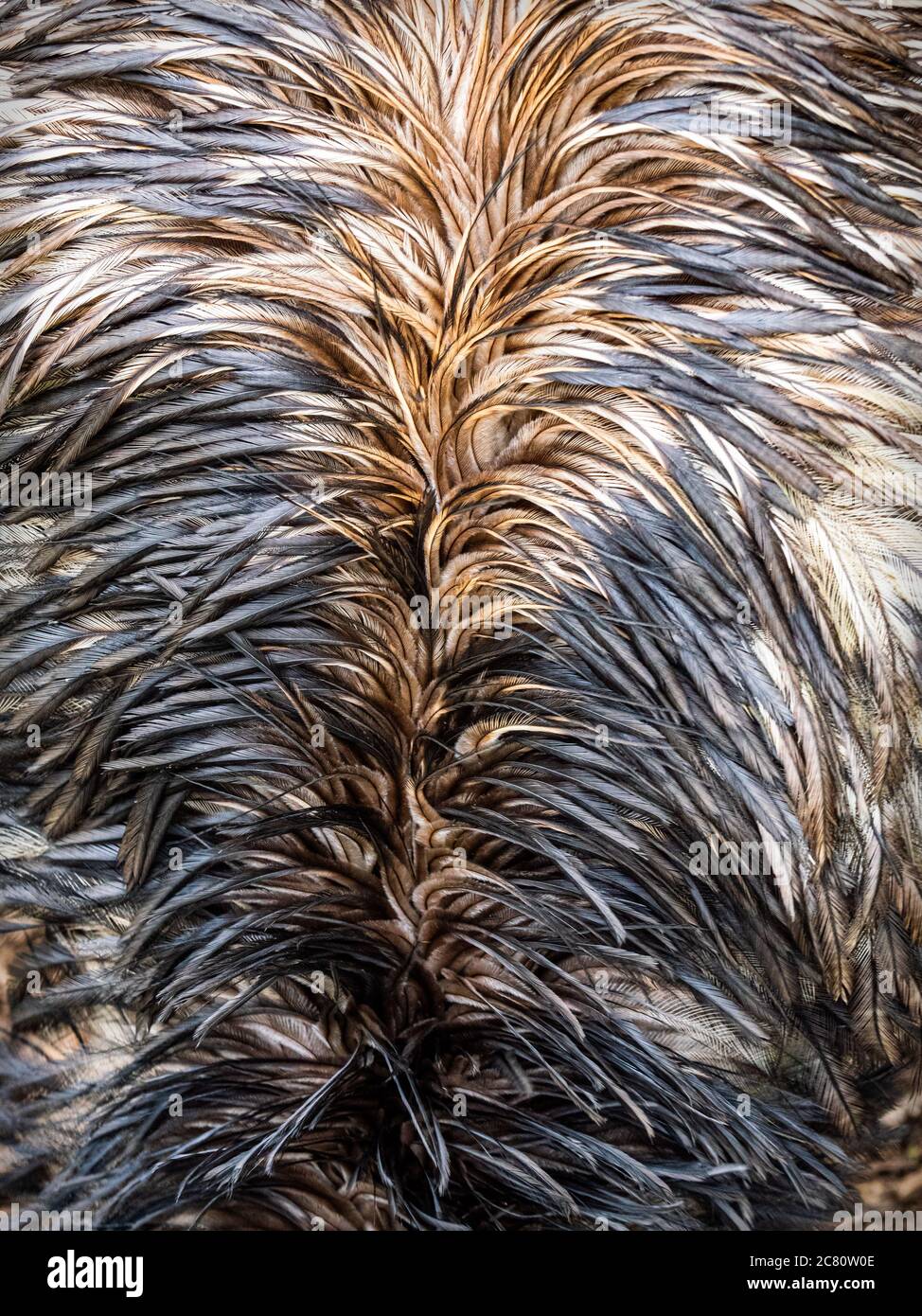 Emu bird feathers Stock Photo - Alamy