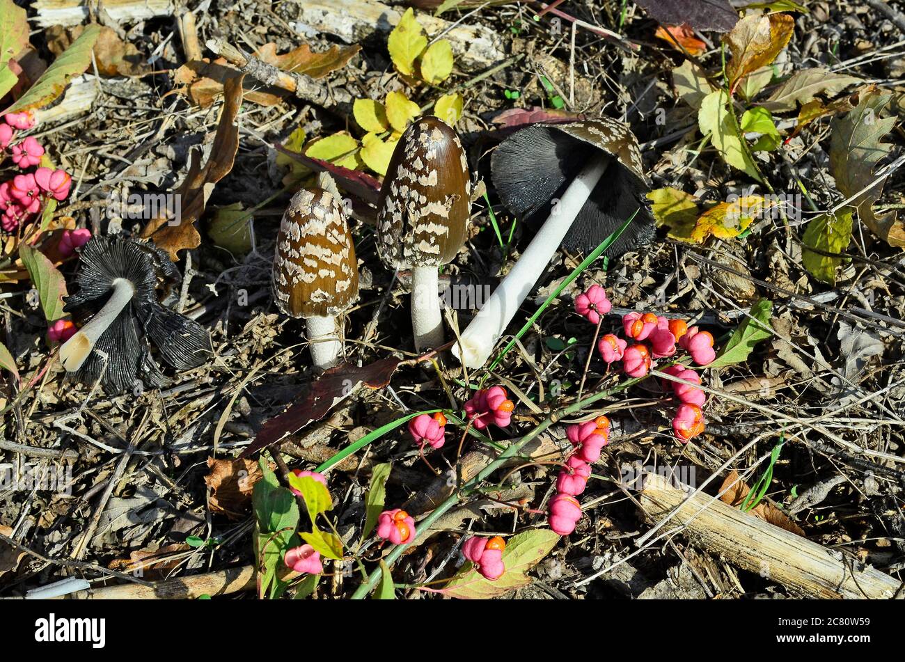 Magpie Inkcap Mushroom High Resolution Stock Photography and Images - Alamy