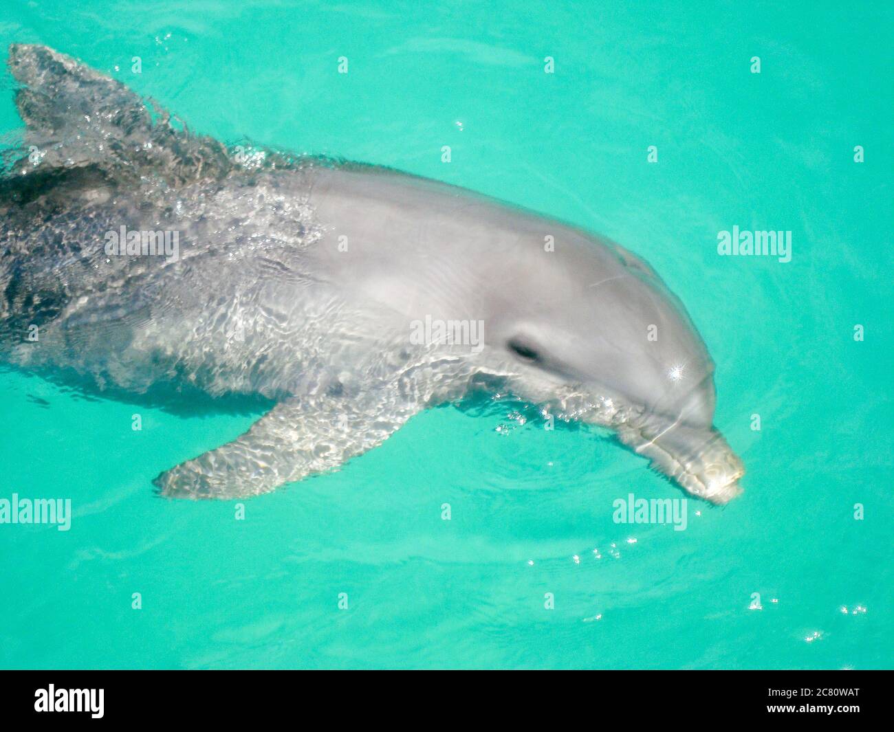 Baby dolphin hi-res stock photography and images - Alamy