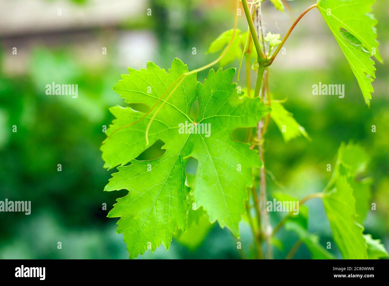 Close-up of grape leaf on young vine Stock Photo - Alamy