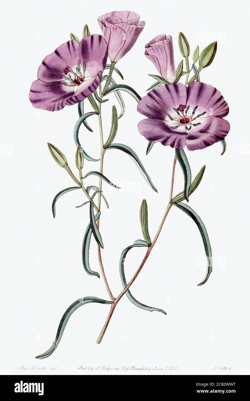 Botanical illustration of primrose hi-res stock photography and images ...