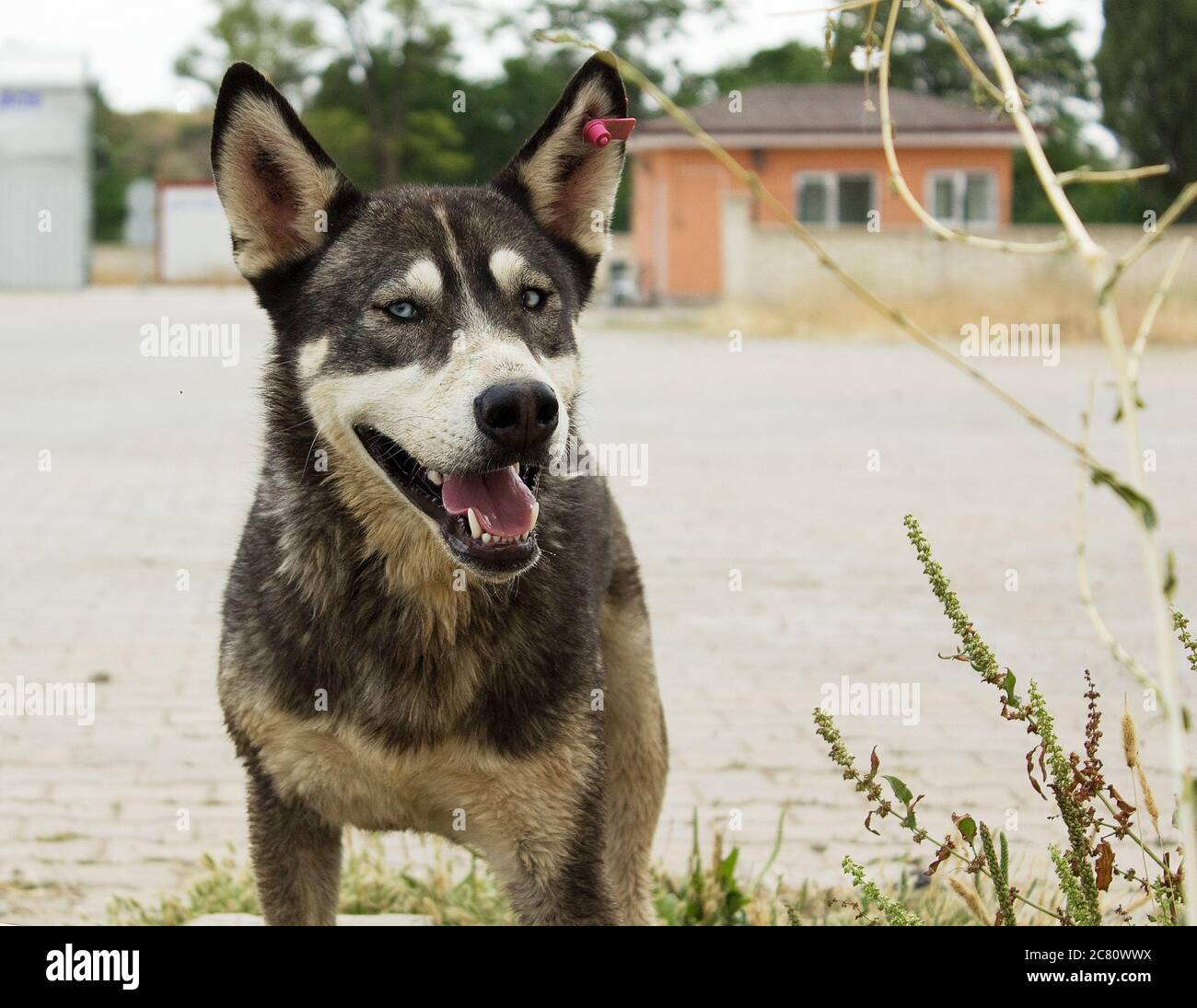 Homeless animals hi-res stock photography and images - Alamy