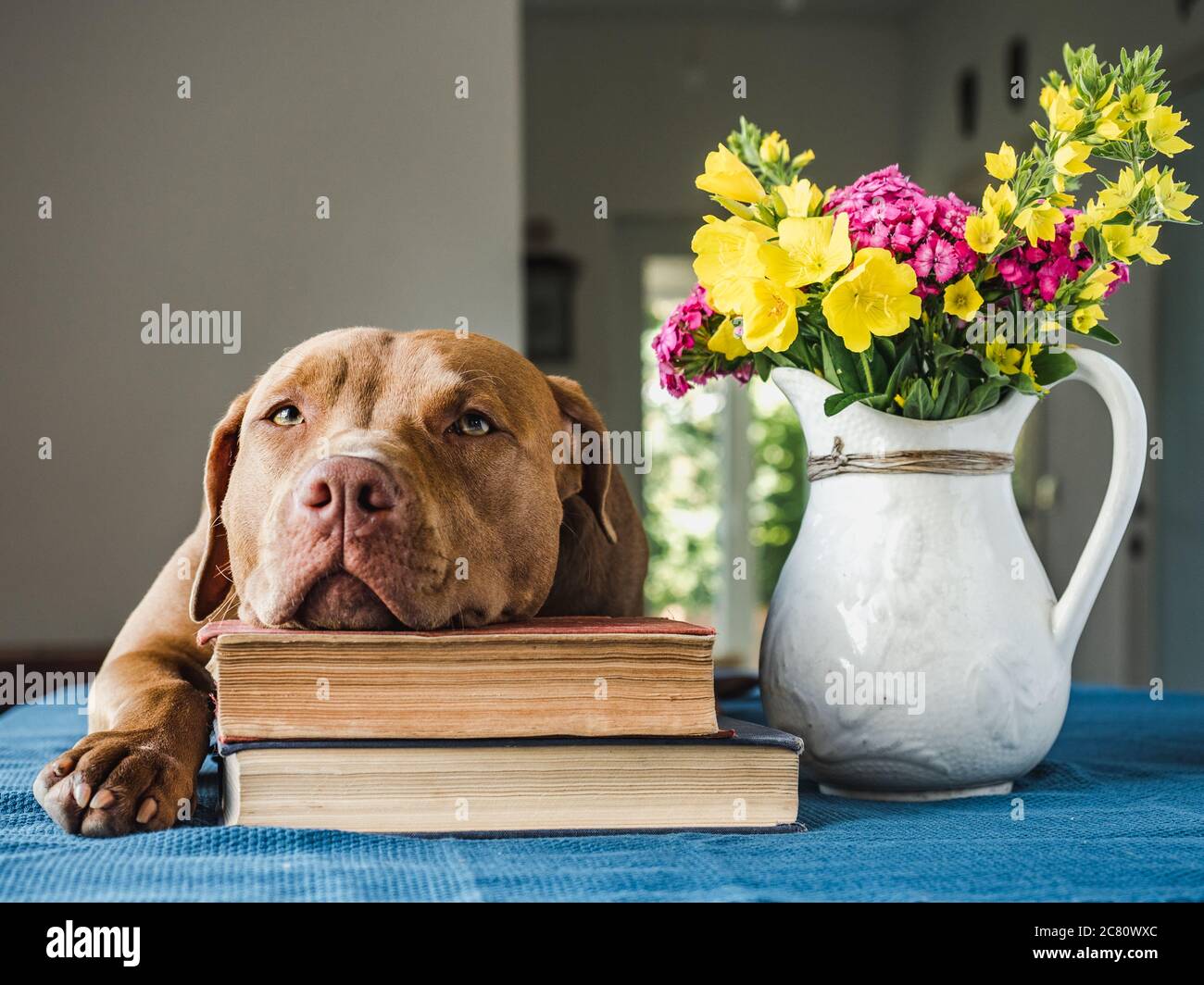 Beautiful bouquet of flowers and cute puppy Stock Photo - Alamy