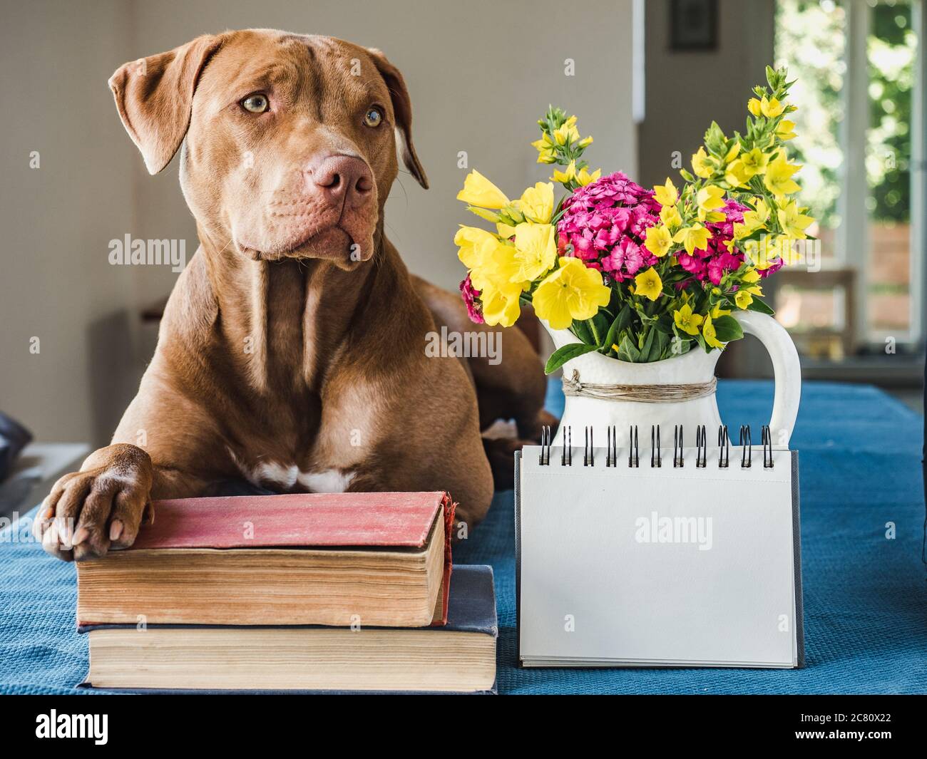 Beautiful bouquet of flowers and cute puppy Stock Photo - Alamy