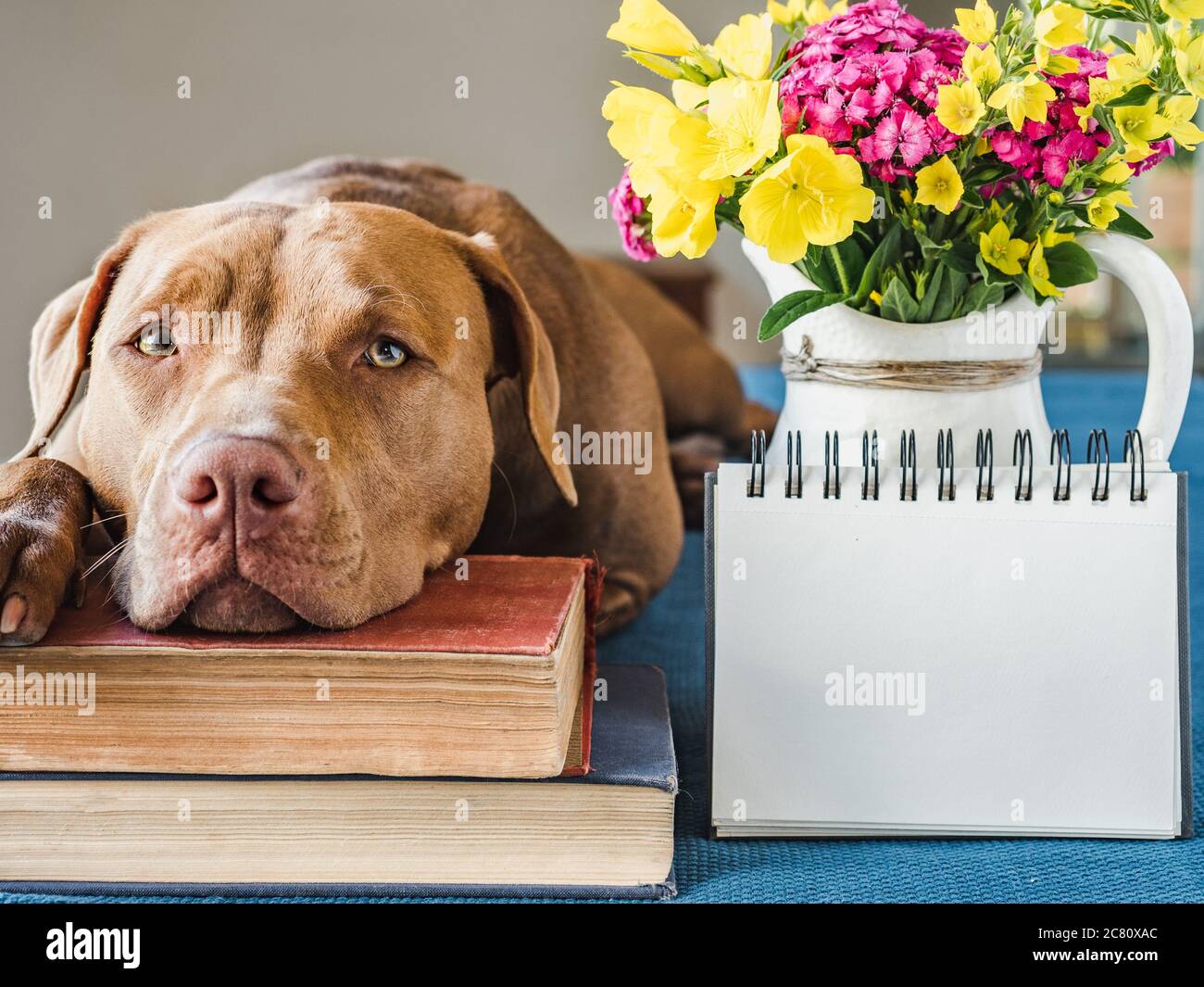 Beautiful bouquet of flowers and cute puppy Stock Photo - Alamy