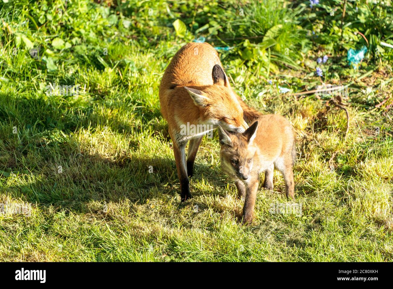 Mother fox grooming young cub in the springtime sunshine. Cub standing ...