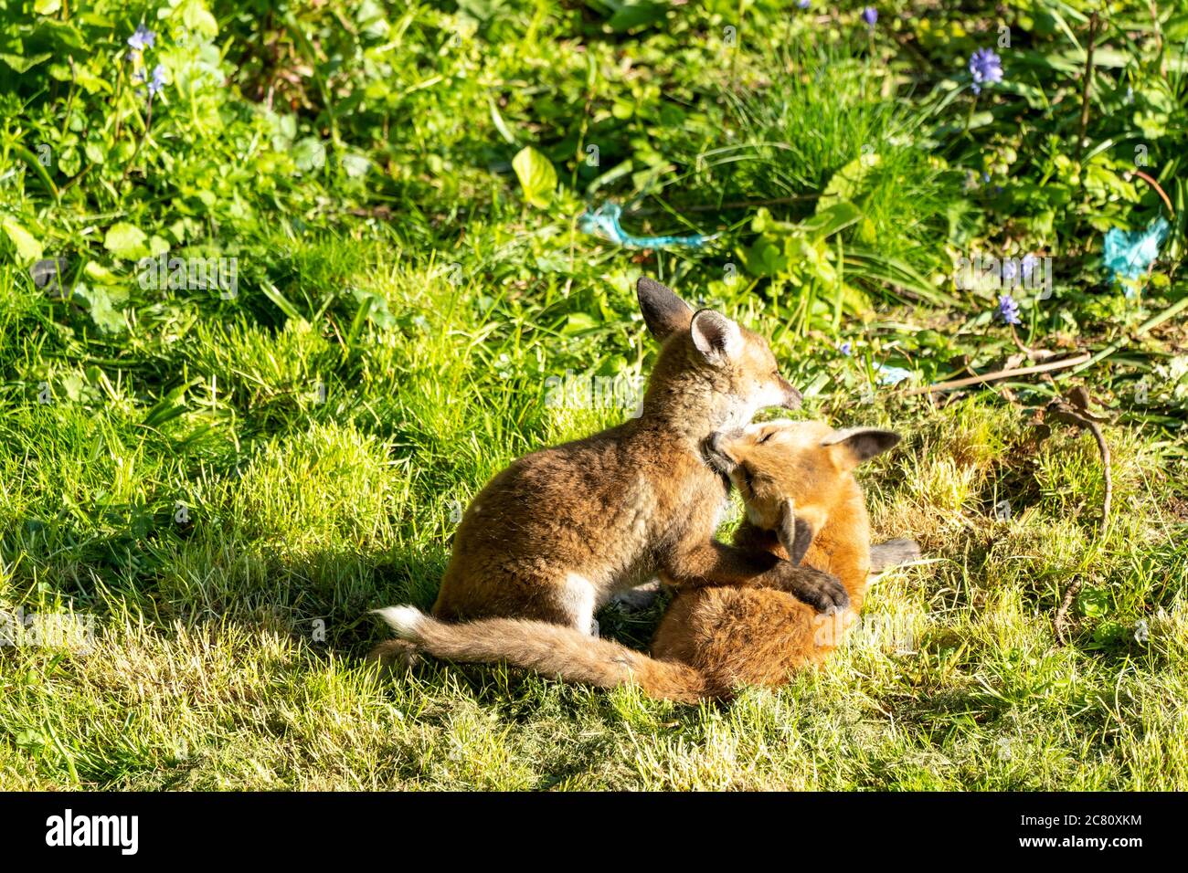 Close up of two fox cubs playfully fighting each other in the ...
