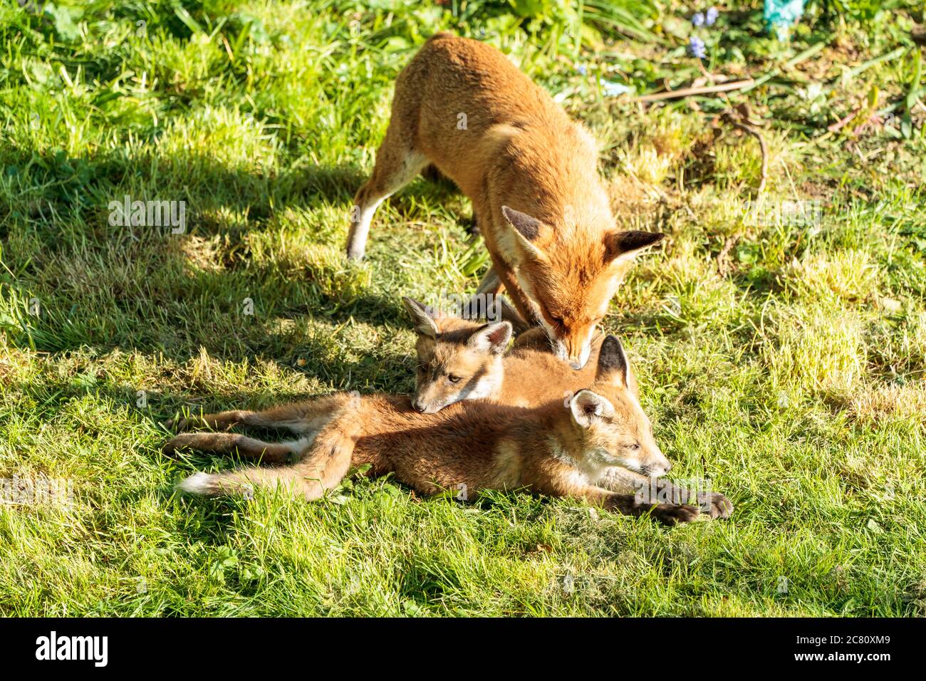 Mother fox grooming young cub in the springtime sunshine. Two cubs ...