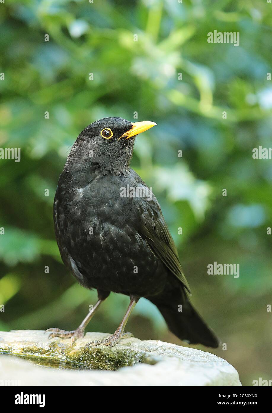 Blackbirds are the most beautiful of garden birds to photograph. The ...