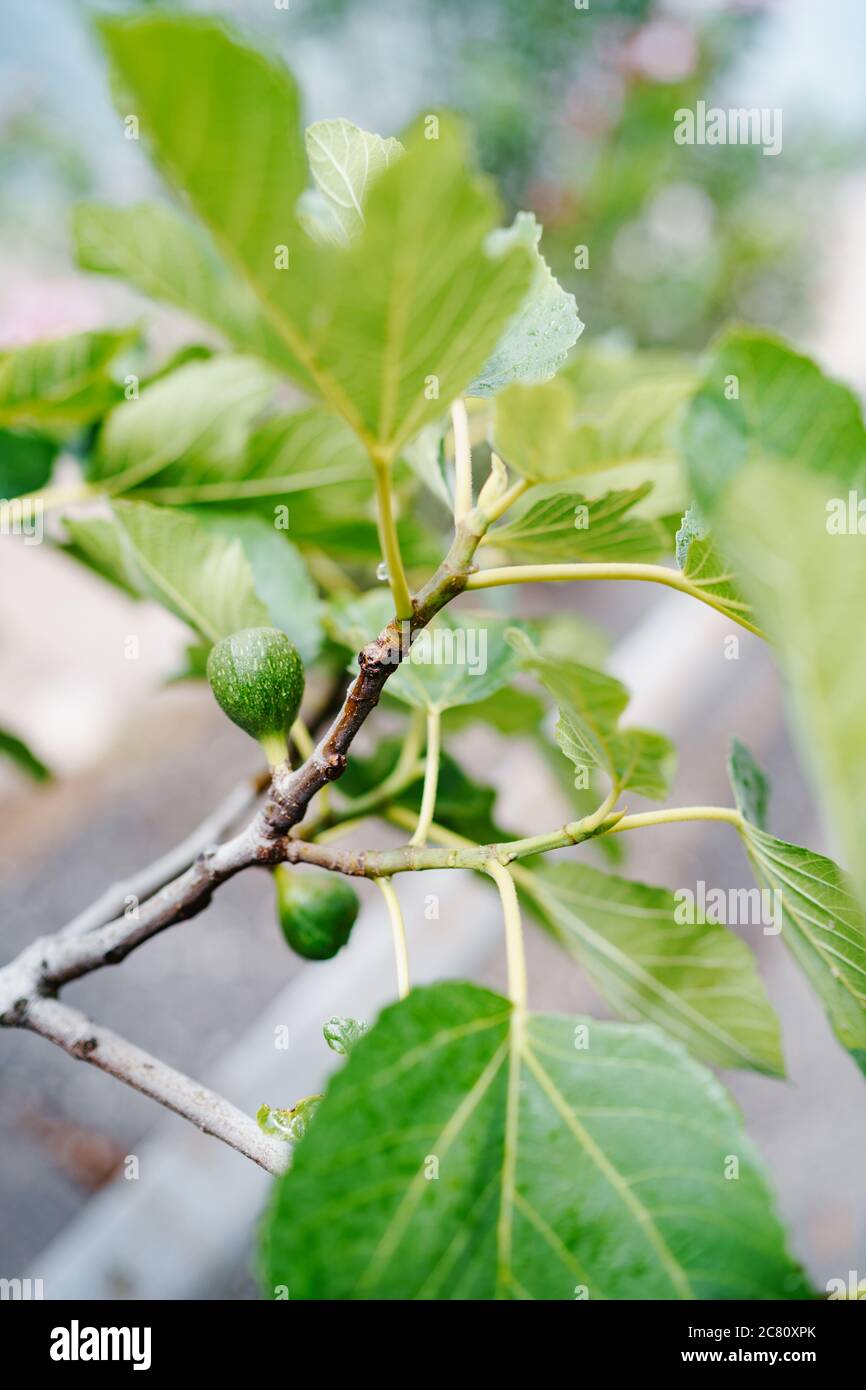 Green raw figs on the branch of a fig tree with morning sun light Stock ...