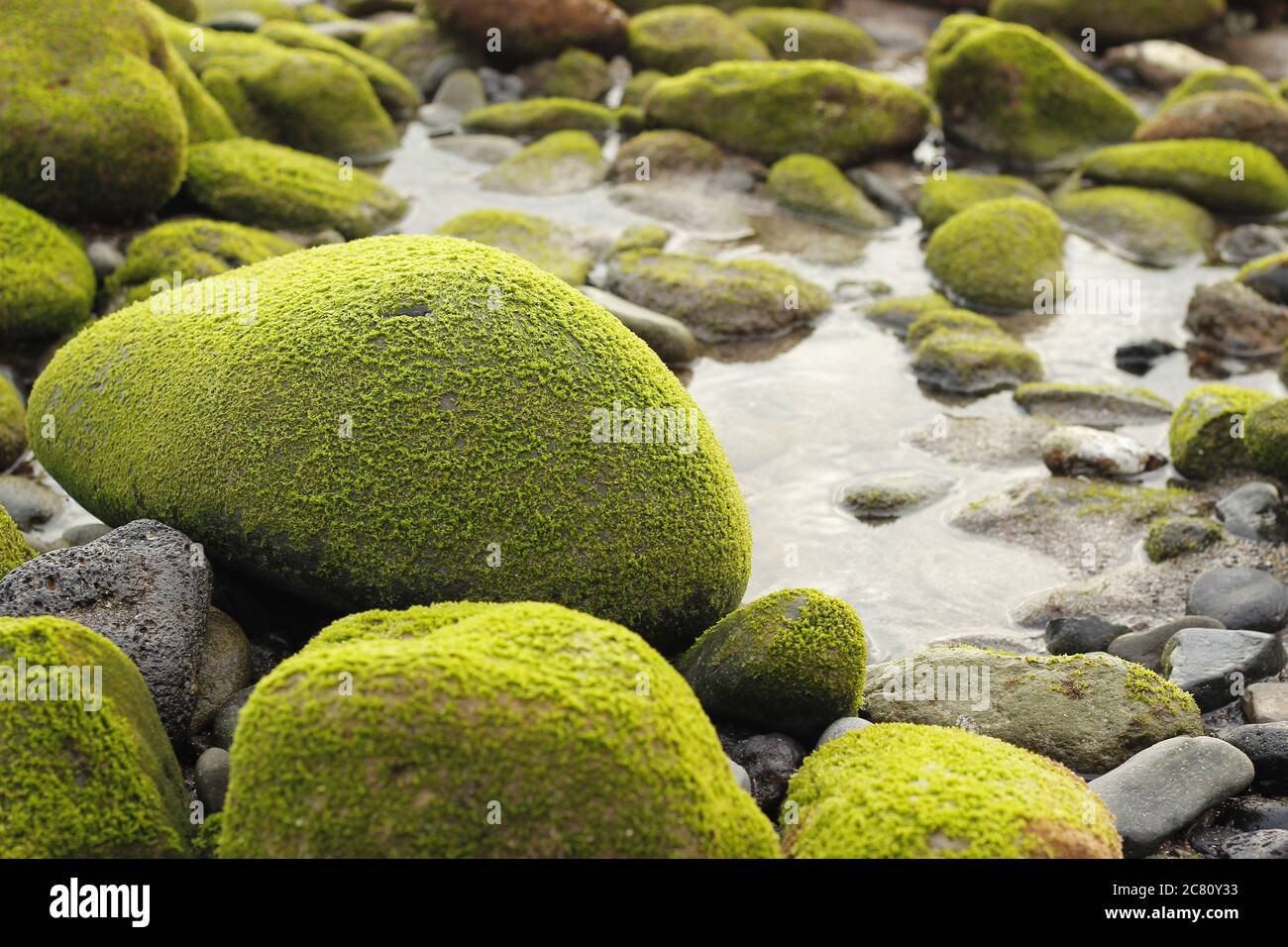 Selective focus shot of rocks covered with moss in a river Stock Photo ...