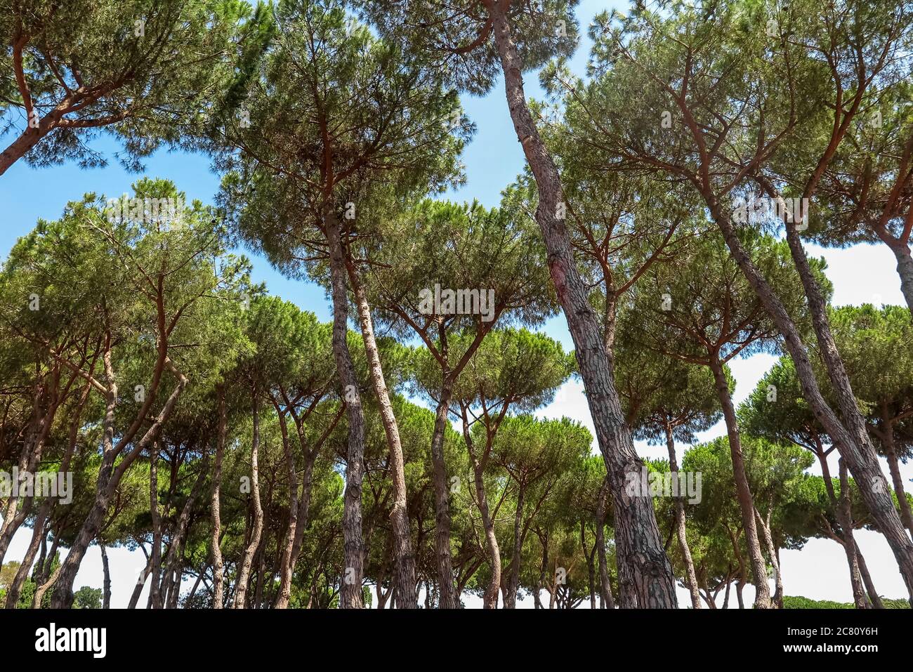 Pine species hi-res stock photography and images - Alamy