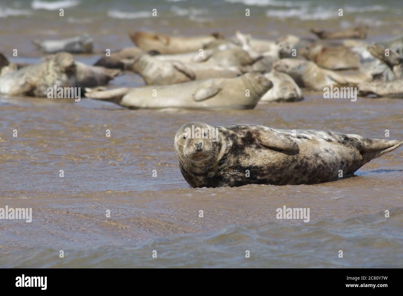 Closeup shot of a pod of seals on a sandy beach Stock Photo - Alamy