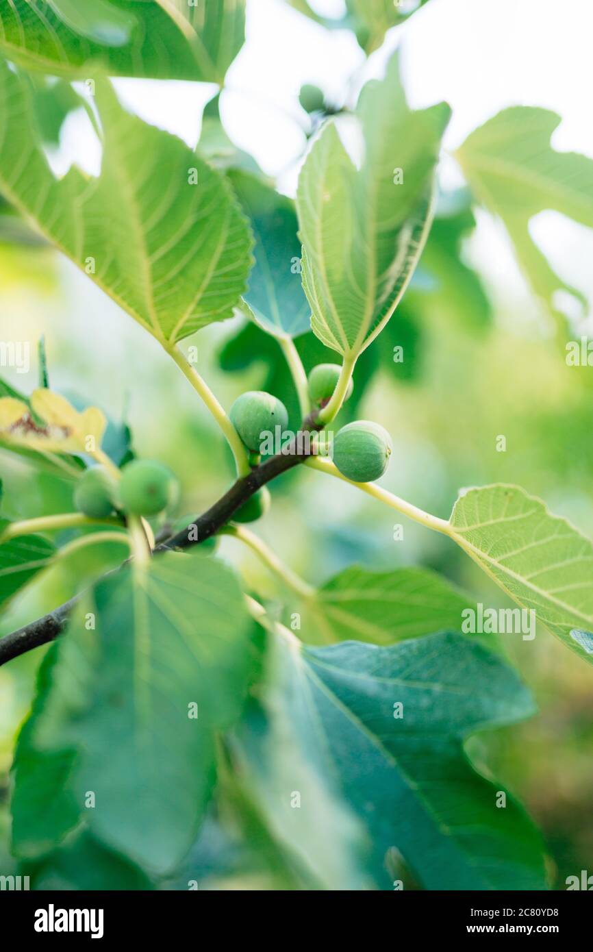 Green raw figs on the branch of a fig tree with morning sun light Stock ...