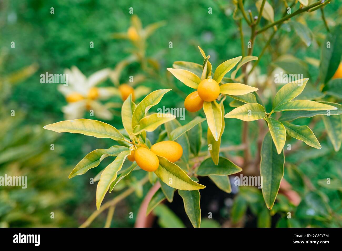 Kumquat or fortunella tree with ripe orange fruits on branches in the ...