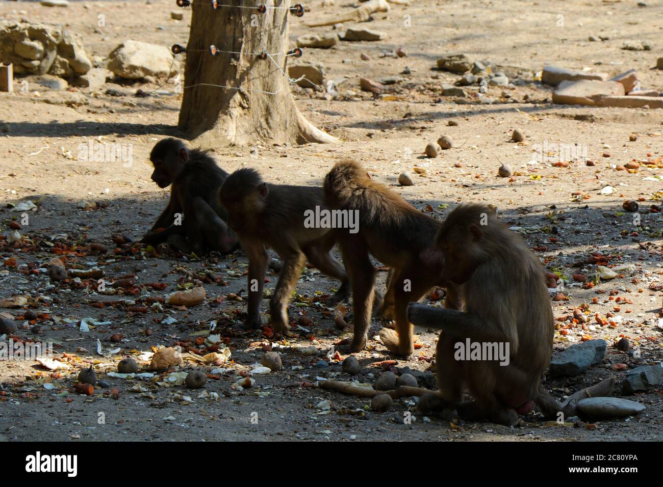 The macaques constitute a genus of gregarious Old World monkeys of the ...