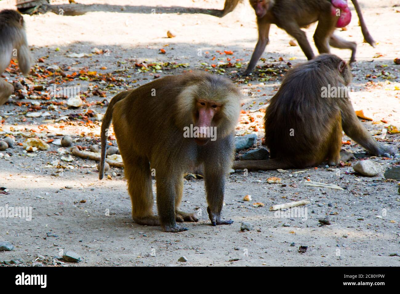 The macaques constitute a genus of gregarious Old World monkeys of the ...