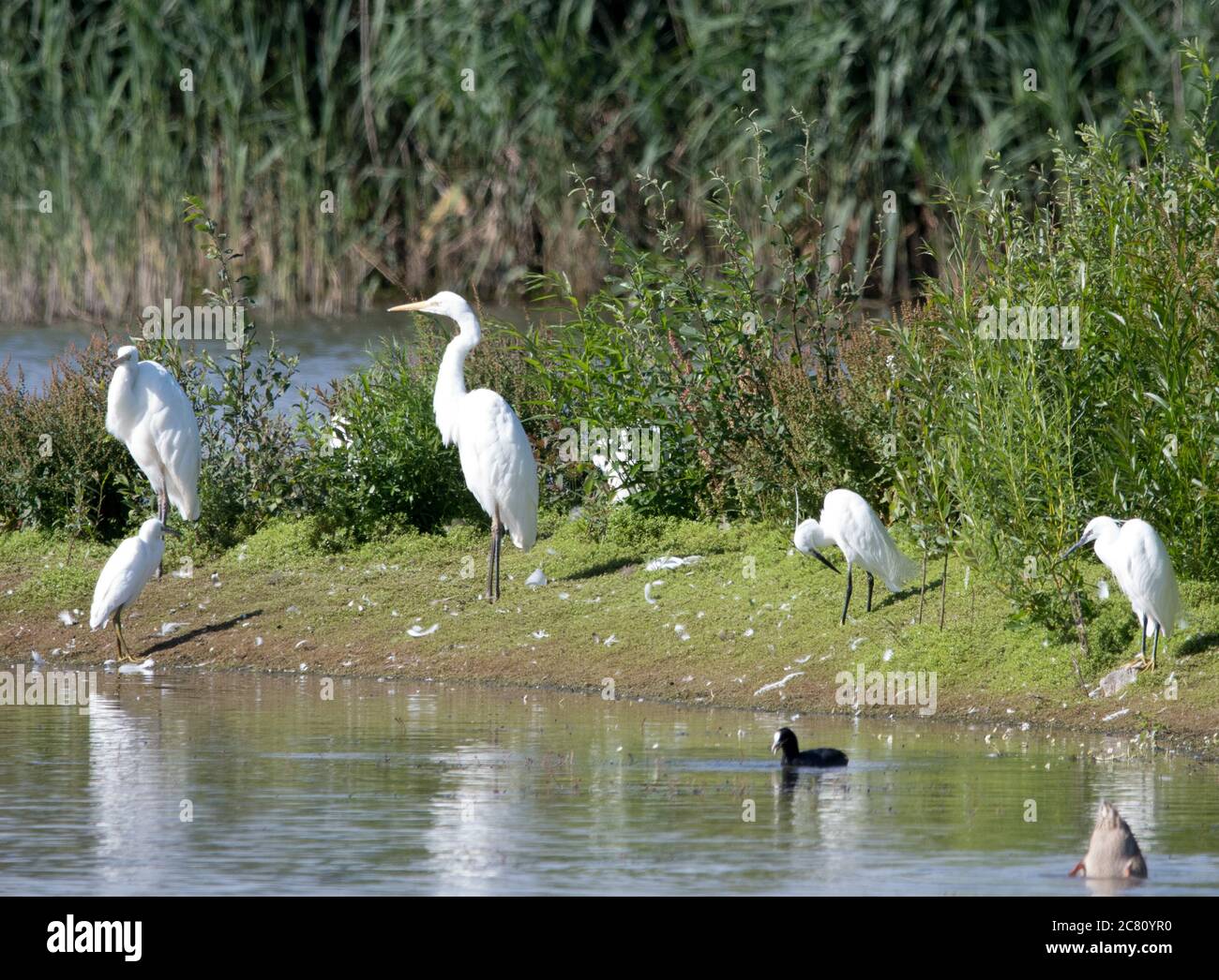 Great white egrets (Ardea alba) and little egrets (Egretta garzetta ...