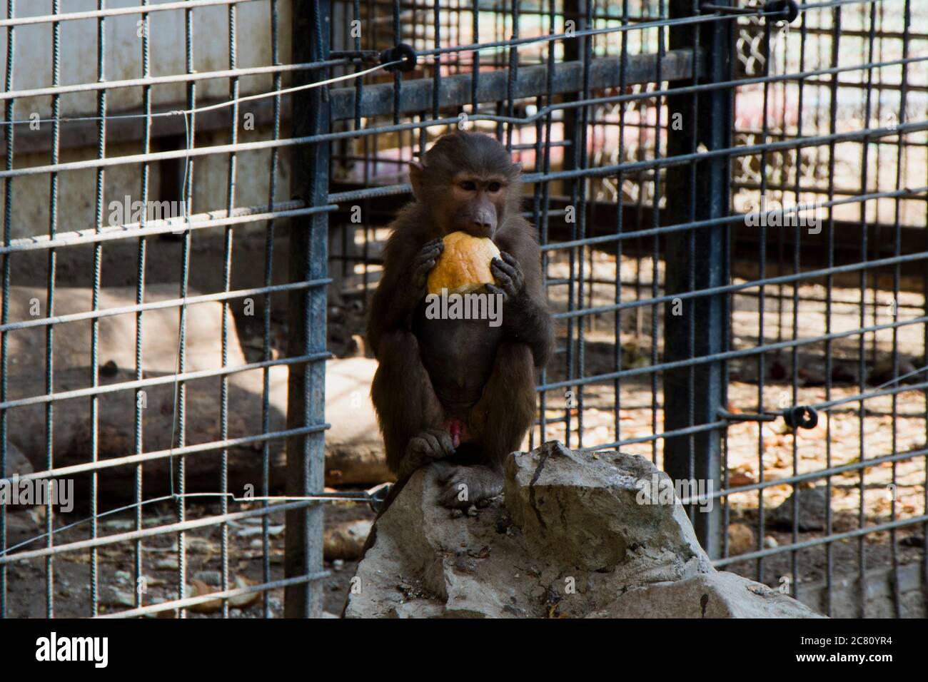 The macaques constitute a genus of gregarious Old World monkeys of the ...