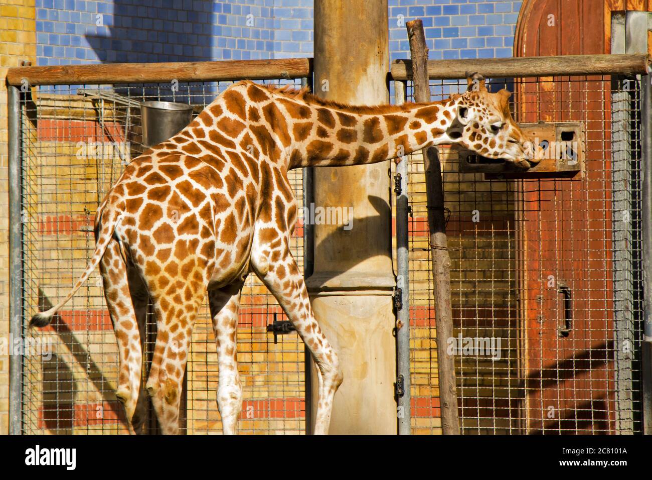 Berlin zoo giraffe hi-res stock photography and images - Alamy