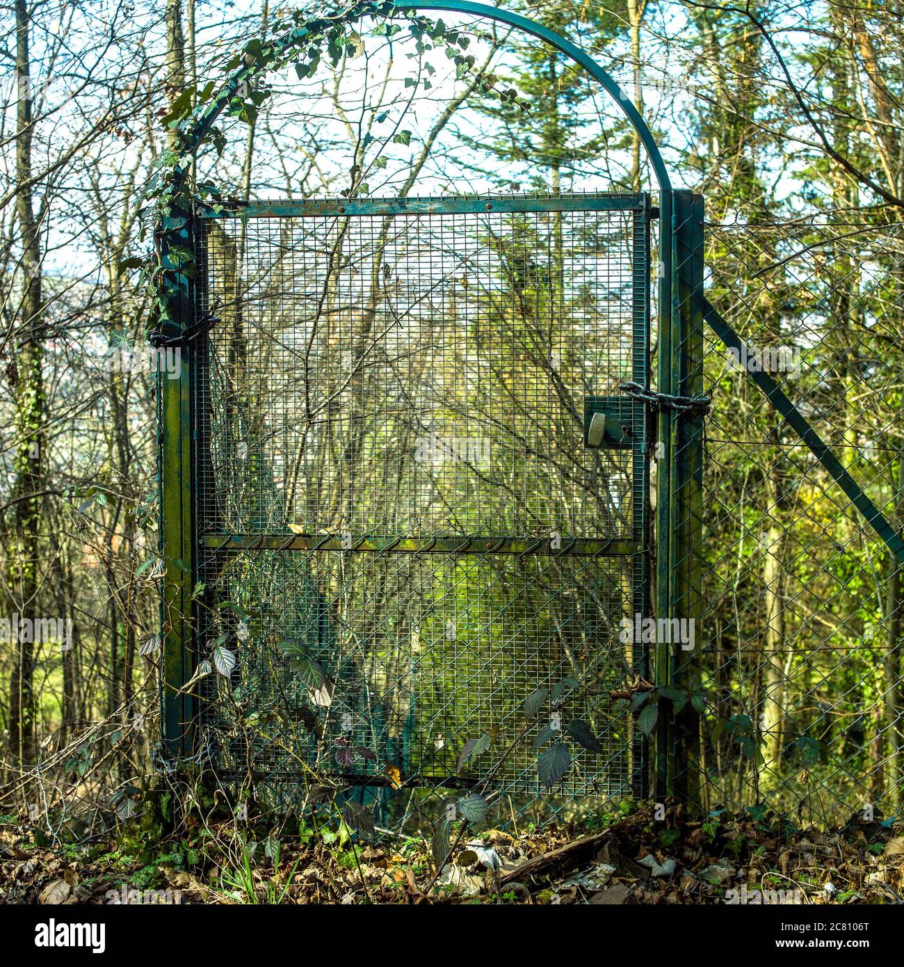 Overgrown gate leading into a dense forest during daylight hours in a ...