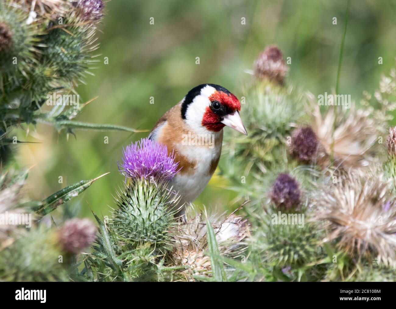 Goldfinch (Carduelis carduelis Stock Photo - Alamy