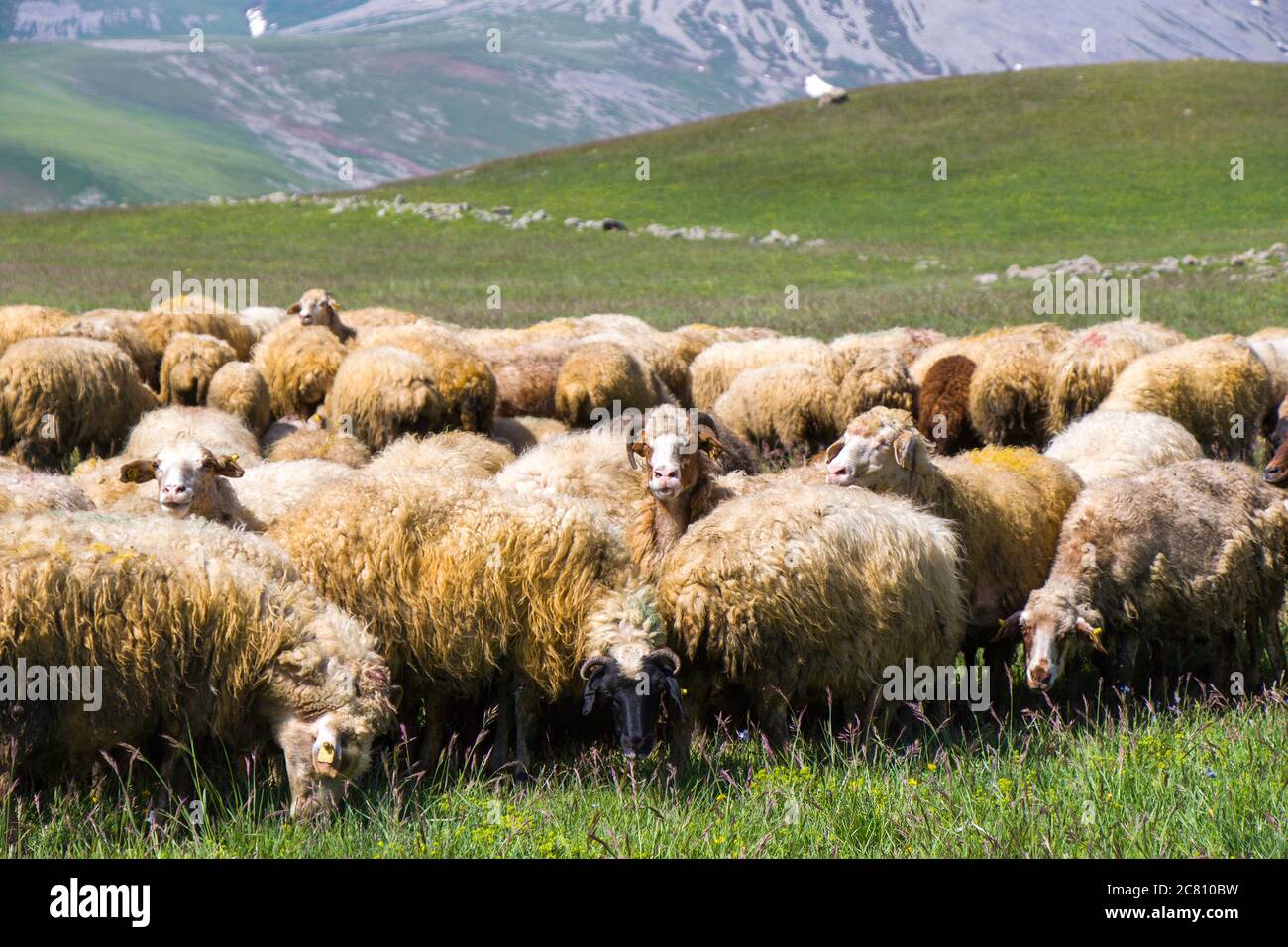 Sheep and goats in the valley. Domestic animal life. Farm in mountains ...