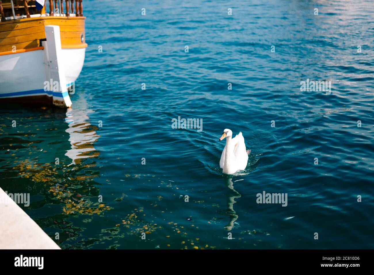 Swan swims in water hi-res stock photography and images - Alamy