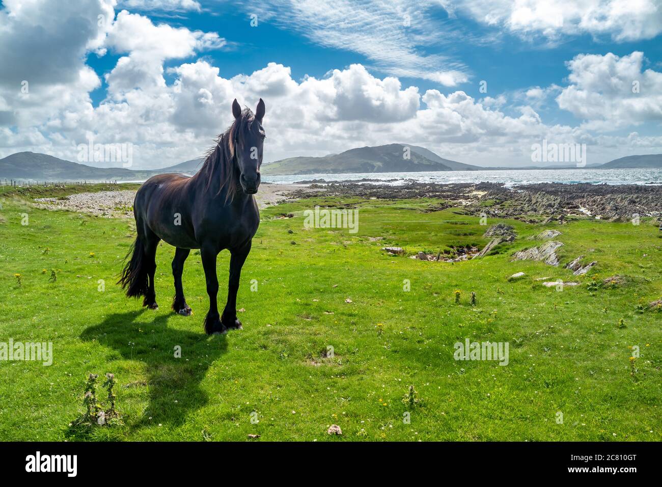 Irish Countryside view with black horse in County Donegal Stock Photo ...