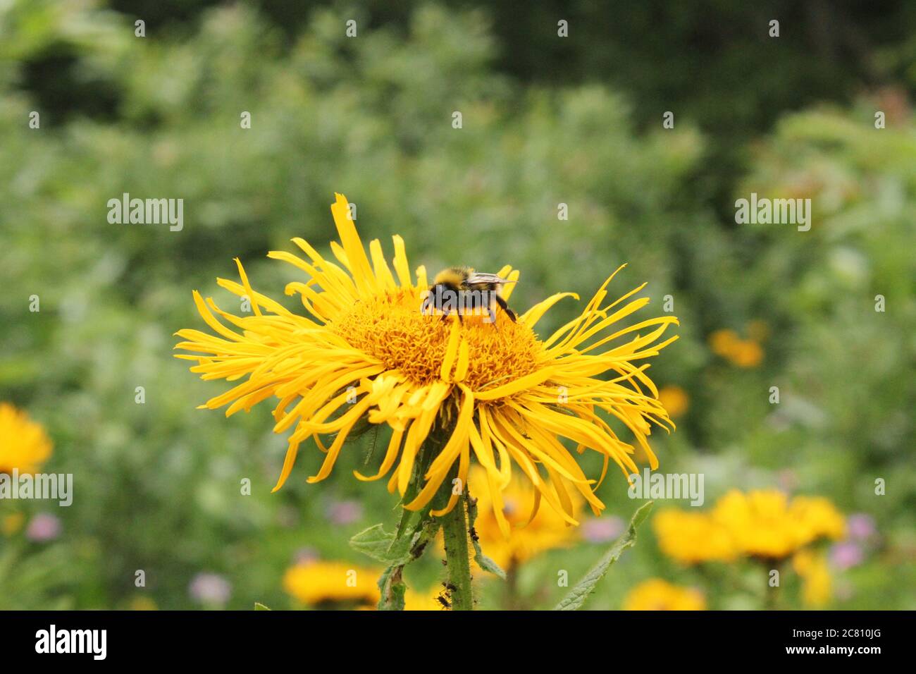 Bee macro and close-up, insects wildlife, nature and background Stock ...