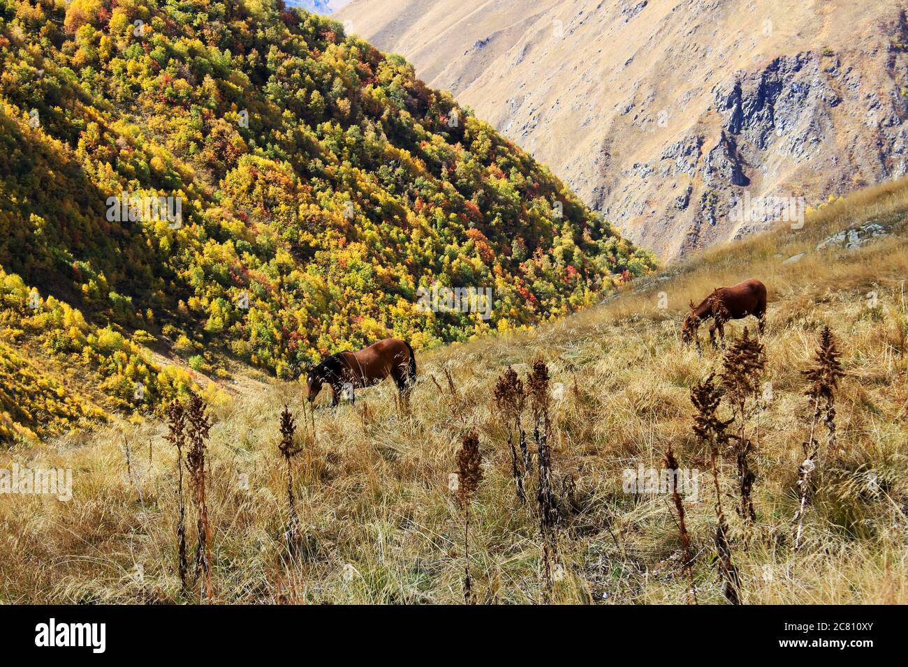 Horses in the valley, landscape and wildlife scene in Georgia Stock ...