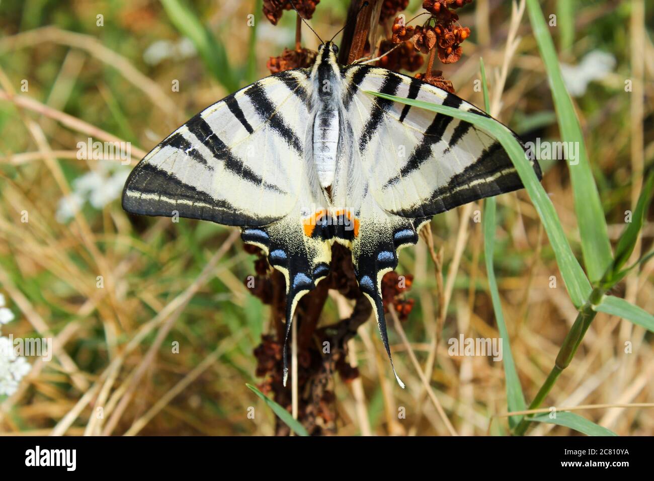Butterfly Swallowtail on the flower and plant, Nature and wildlife ...