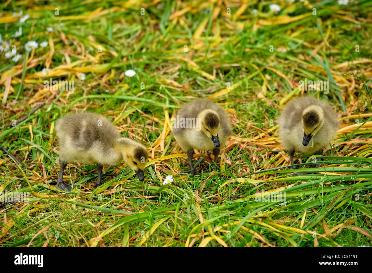 Canada goose goslings Stock Photo - Alamy